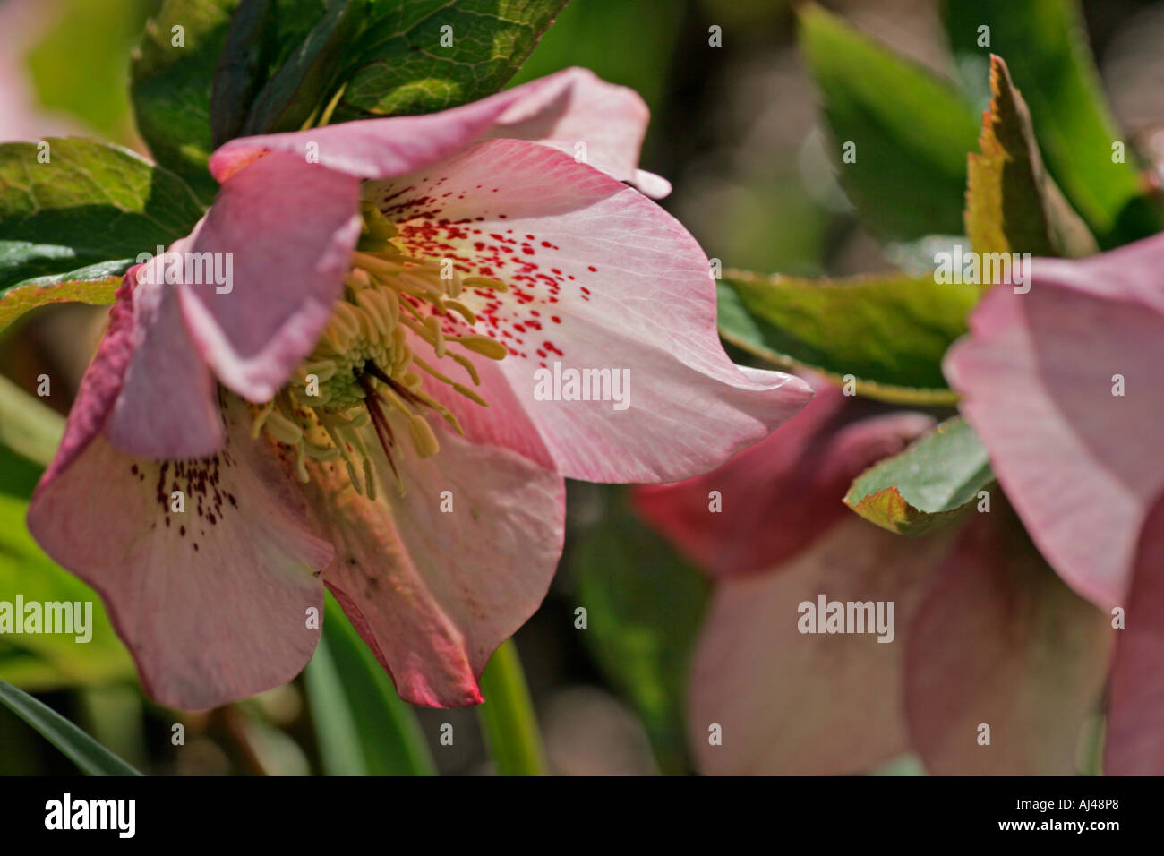 Pink hellebore flowers Helleborus x hybridus Stock Photo - Alamy