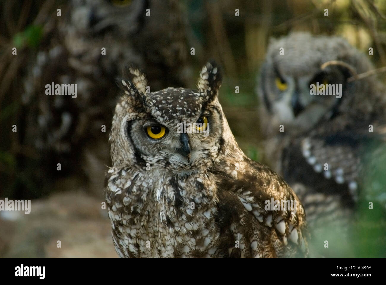 Spotted eagle owl Bubo africanus with chicks Northern Cape South Africa ...