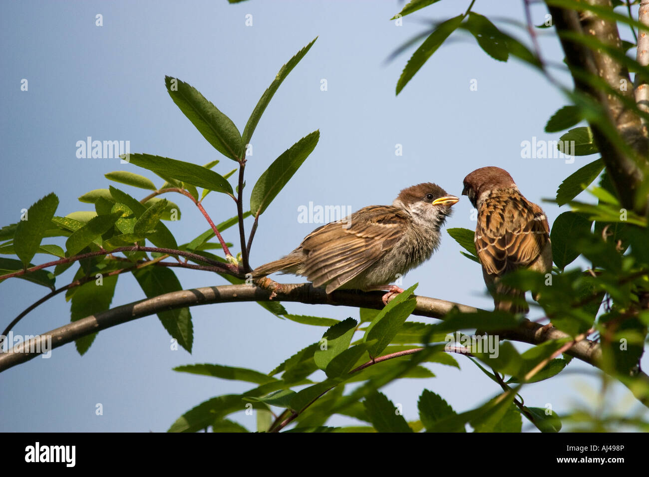 Juvenile tree sparrow hi-res stock photography and images - Alamy