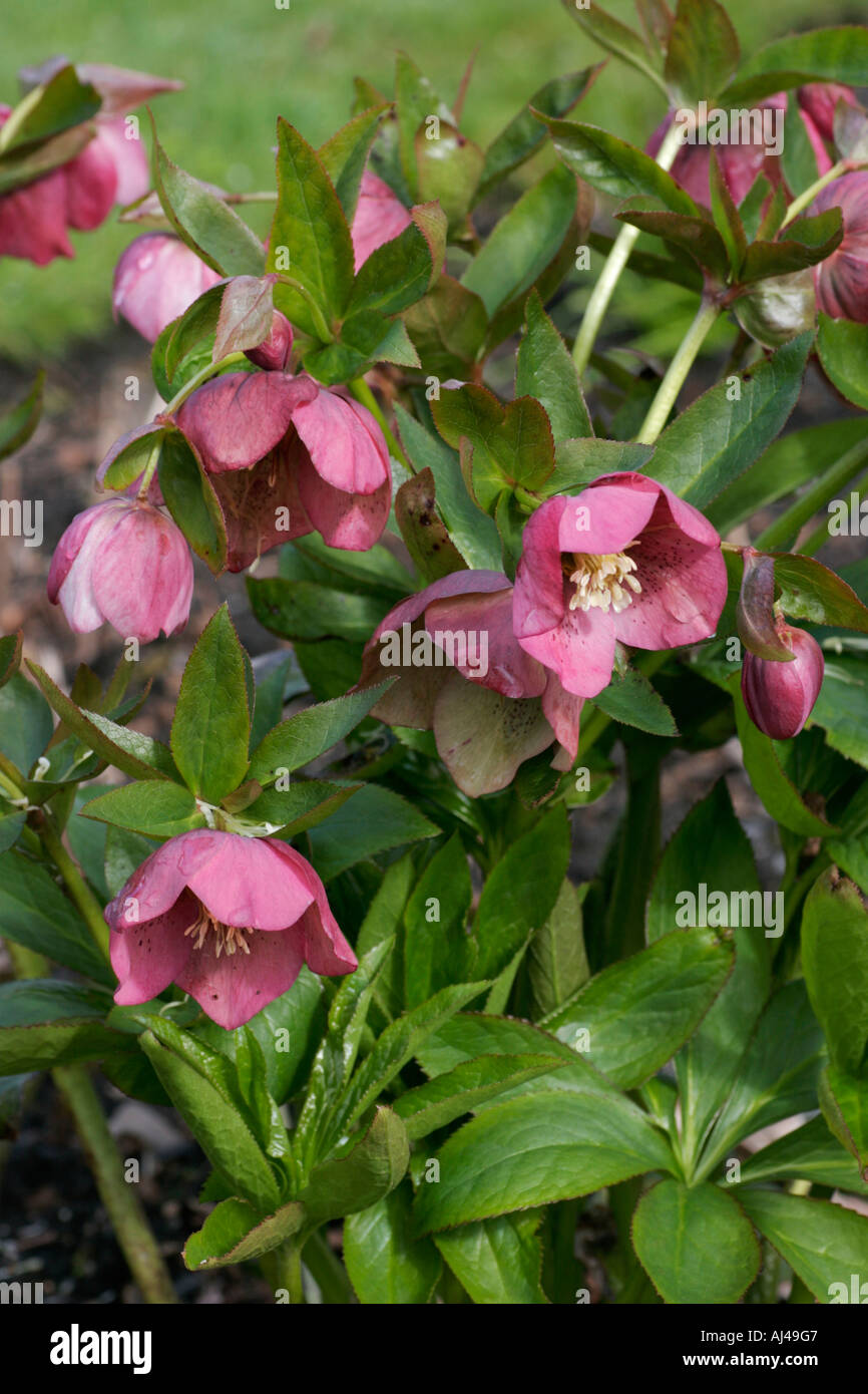 Pink flowers of garden perennial plant Hellebore Botanical name ...