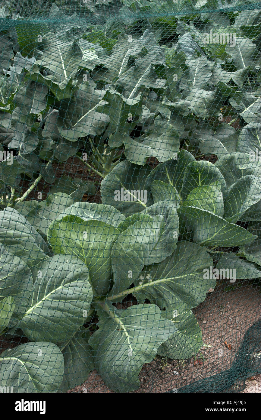 Net over vegetables to protect from butterflies Stock Photo - Alamy