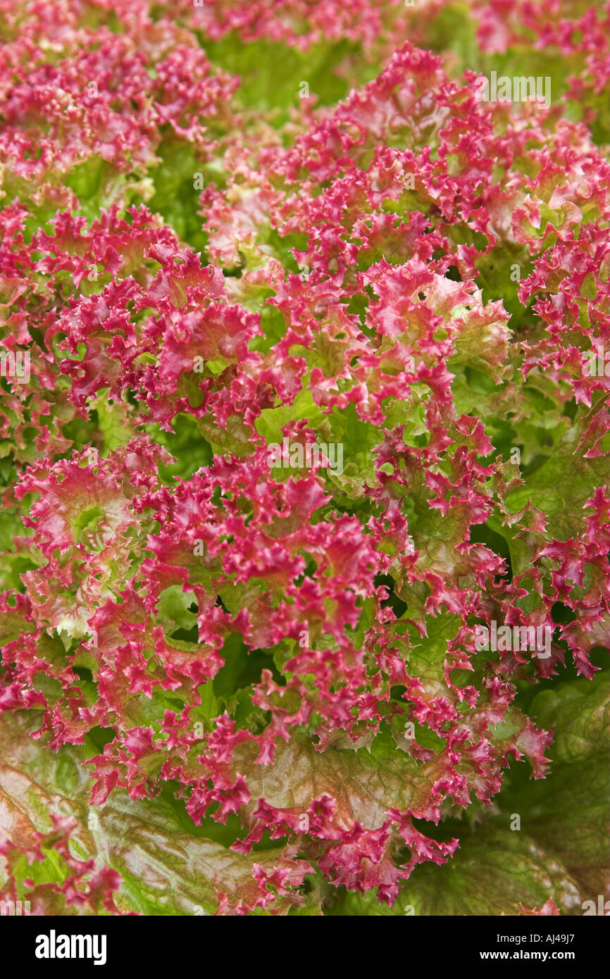 Curled leaf red lettuce Lollo Rosso Also known as Lollo Rossa Stock ...