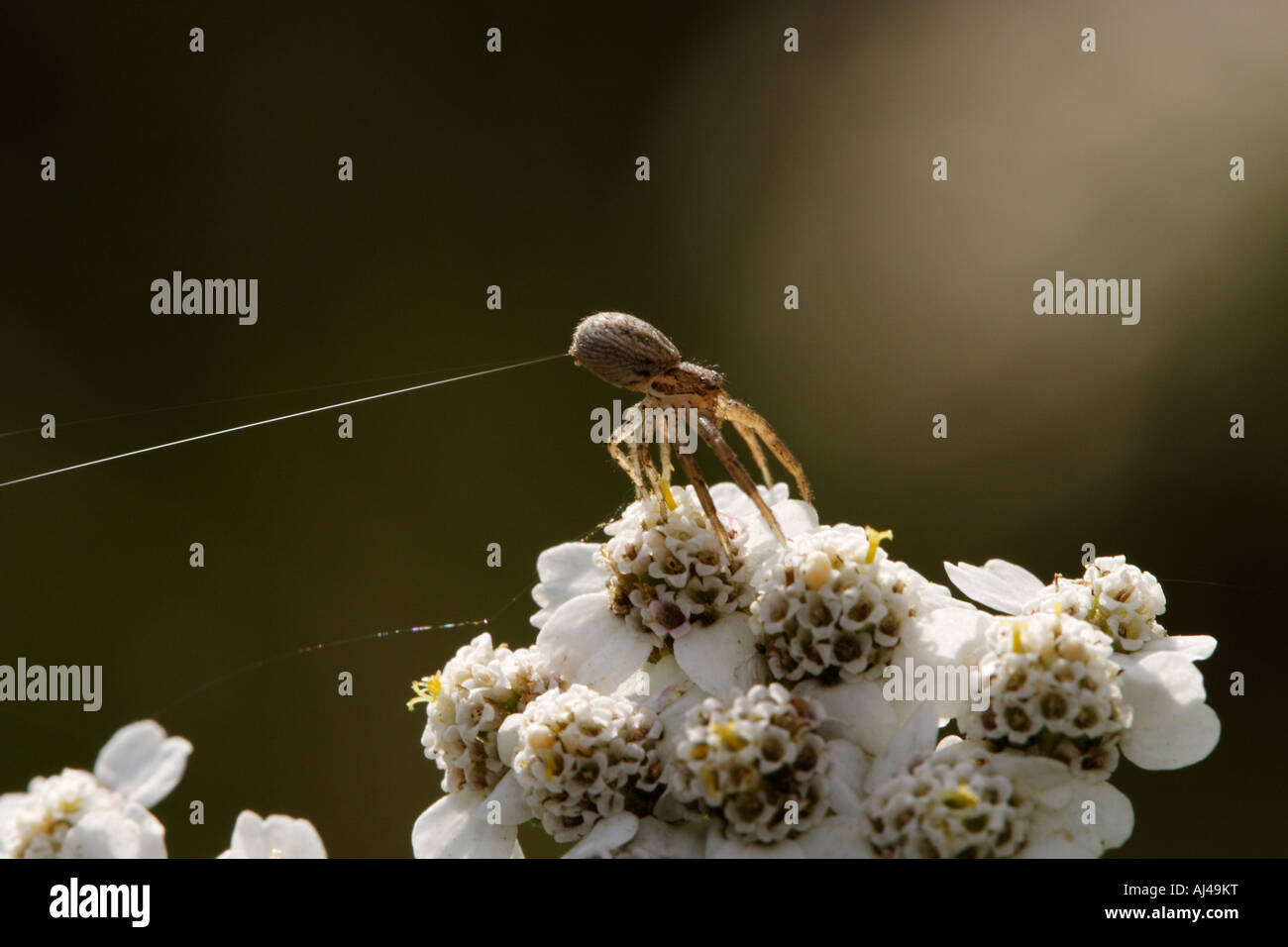 Xysticus crab spider spreading Gossamer. This behaviour is called ...