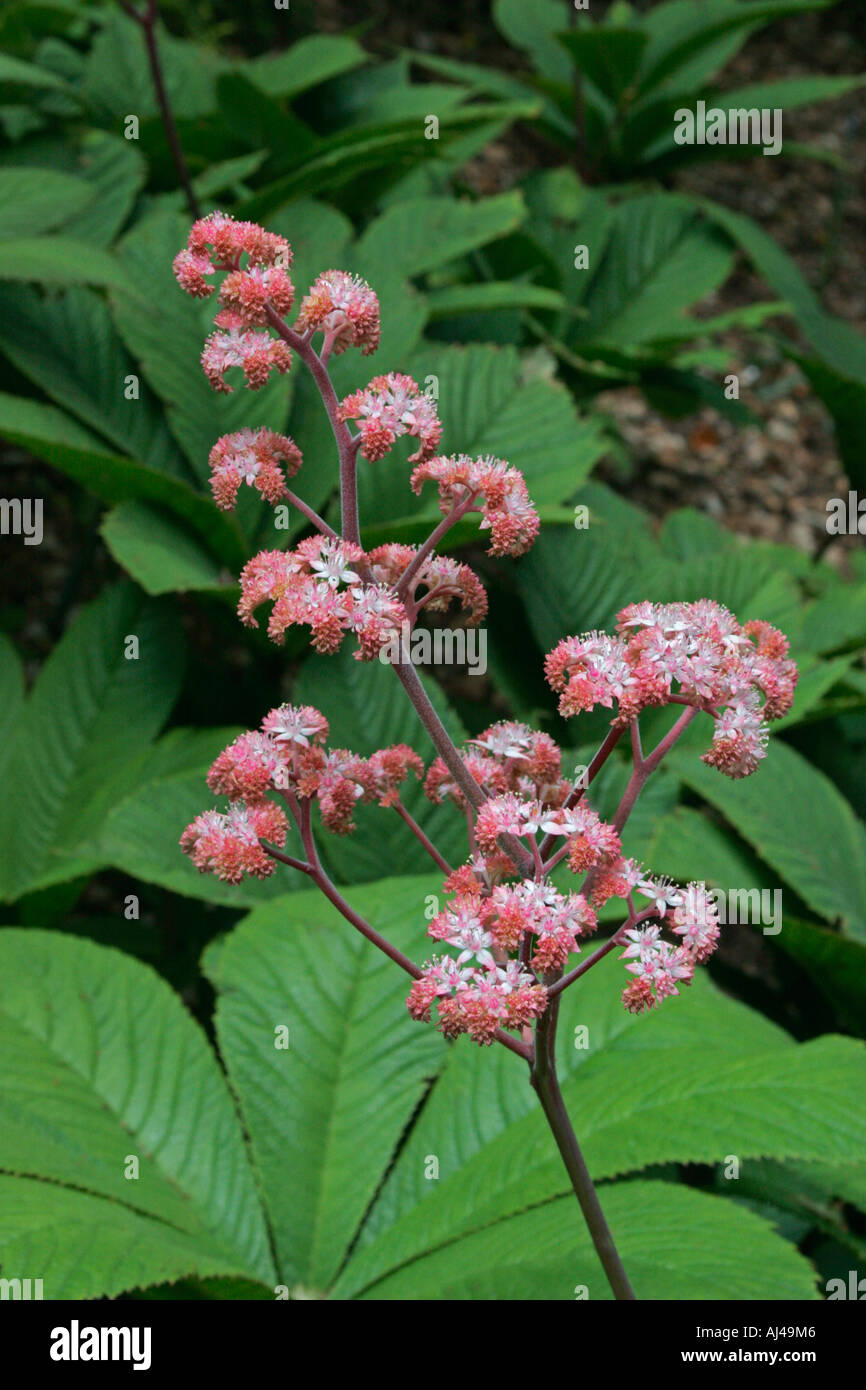 Rodgersia pinnata superba hi-res stock photography and images - Alamy