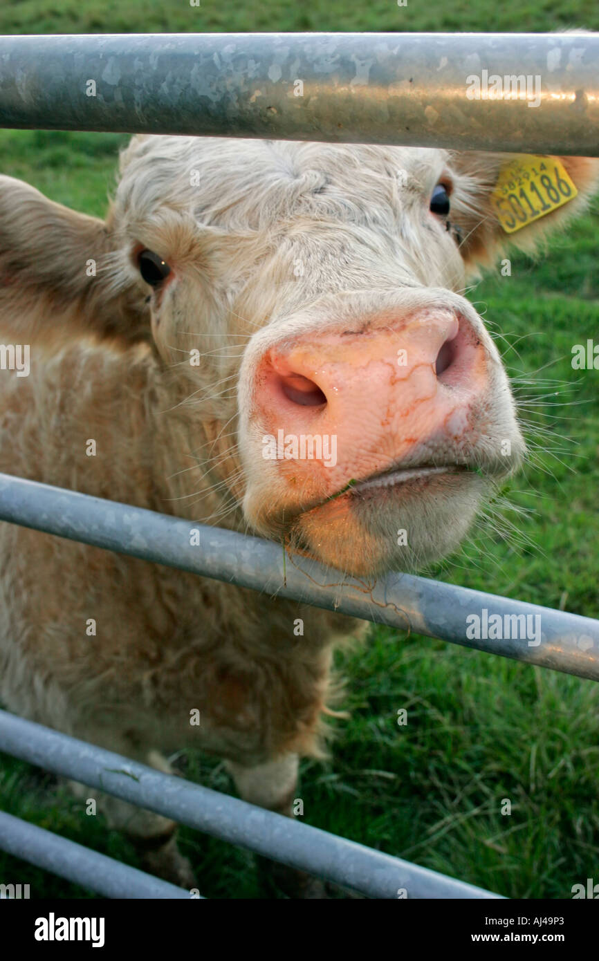 Cow at farm gate Stock Photo - Alamy