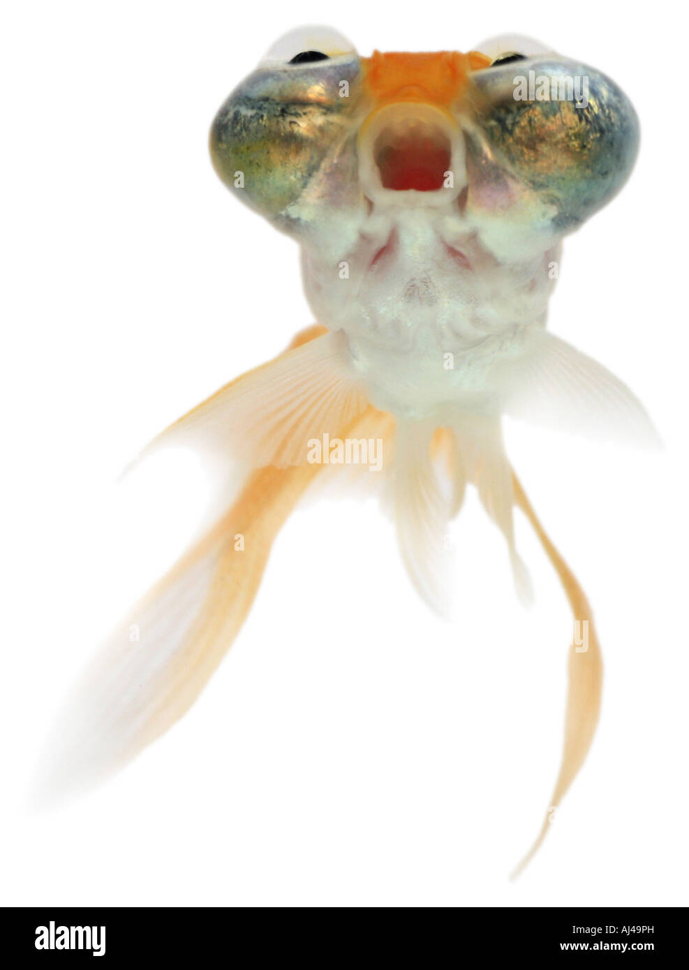 Goldfish common carp celestial eye hi-res stock photography and images ...