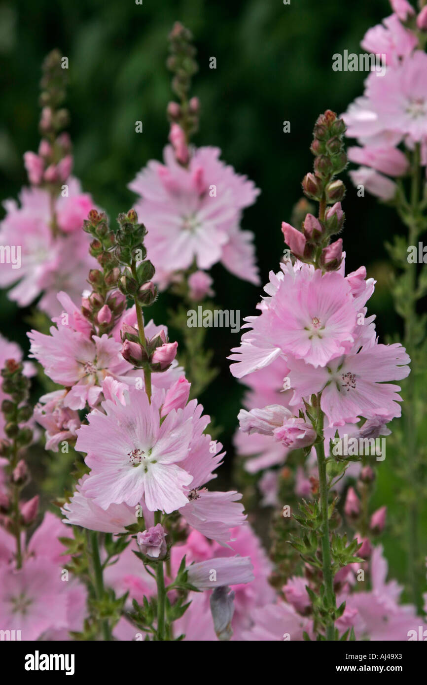 Sidalcea Elsie Heugh flowers Stock Photo - Alamy