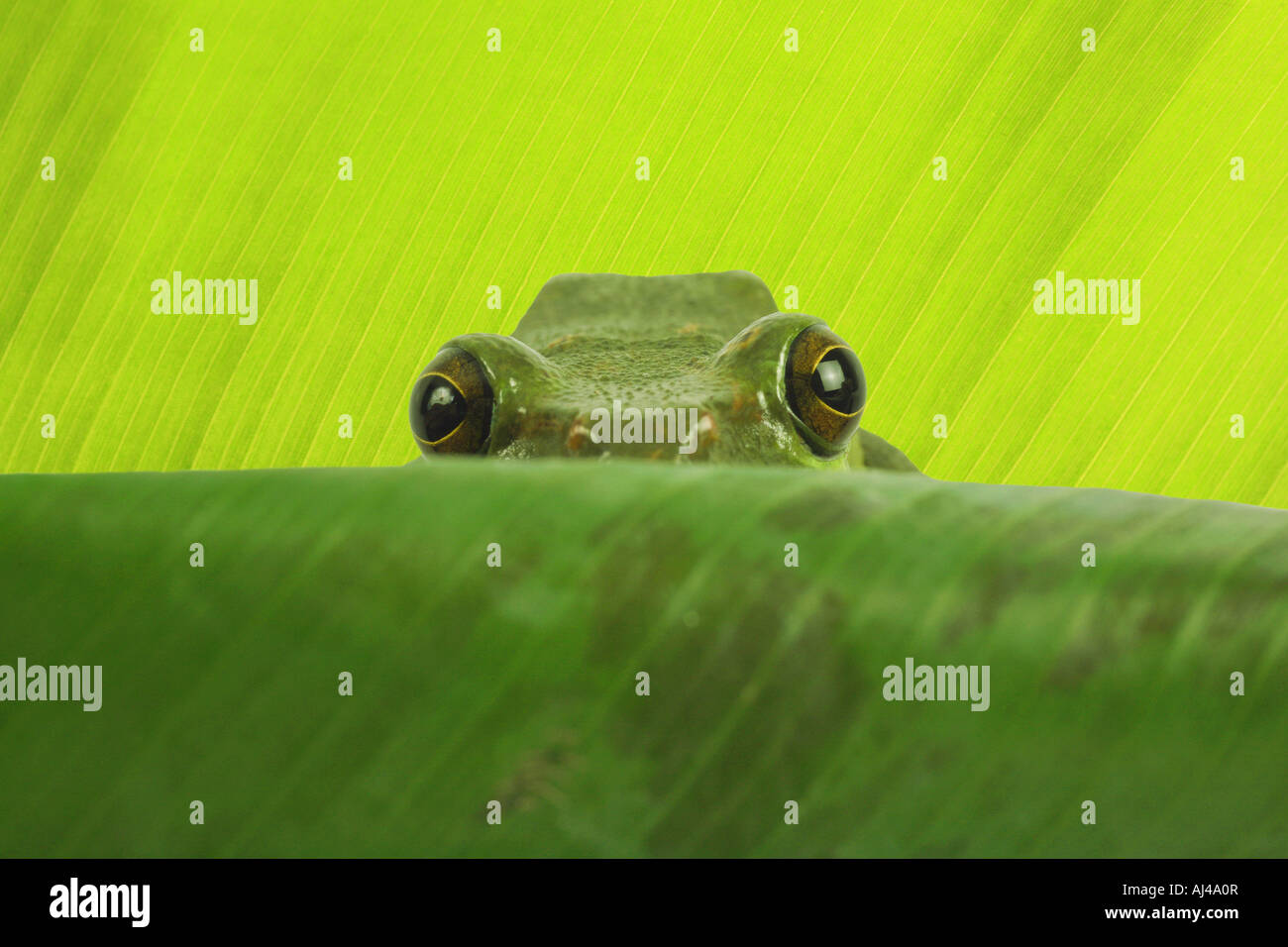 Old world tree frog old world treefrog hi-res stock photography and ...