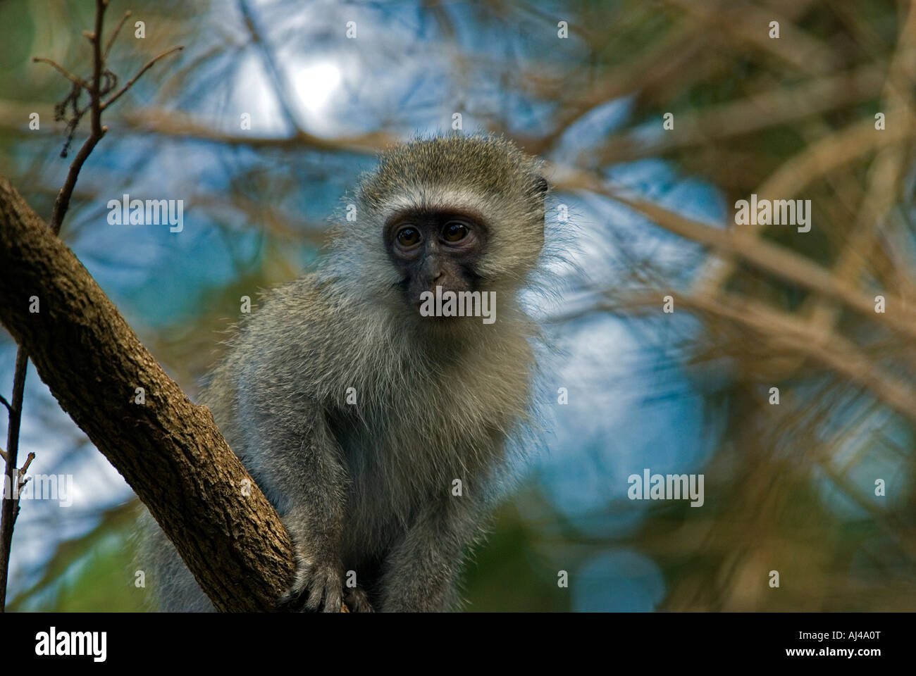 Vervet monkey Cercopithecus pygerythrus South Africa Stock Photo - Alamy