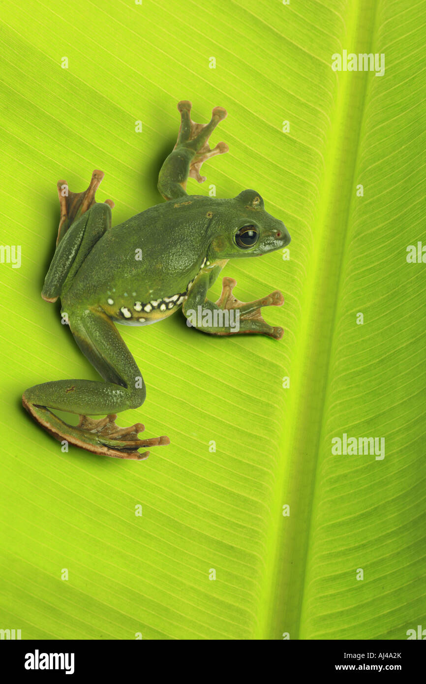 Old world tree frogs hi-res stock photography and images - Alamy