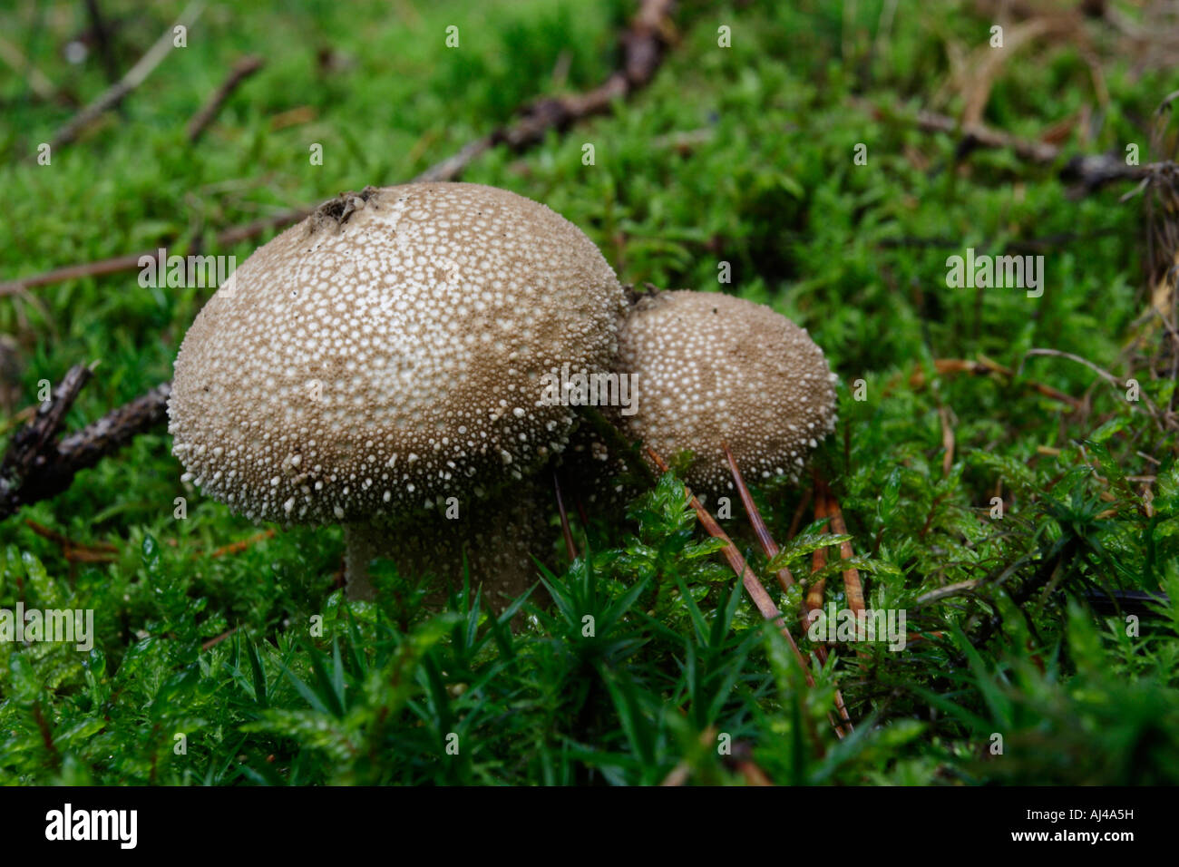 Devils snuff box mushroom hi-res stock photography and images - Alamy