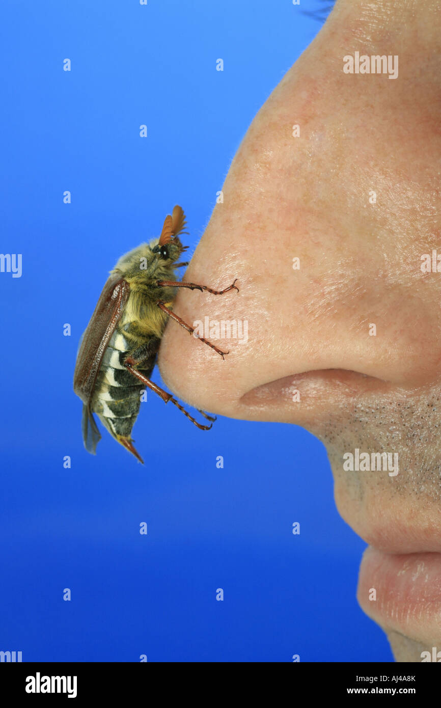 common cockchafer maybug Melolontha melolontha on human nose Germany ...