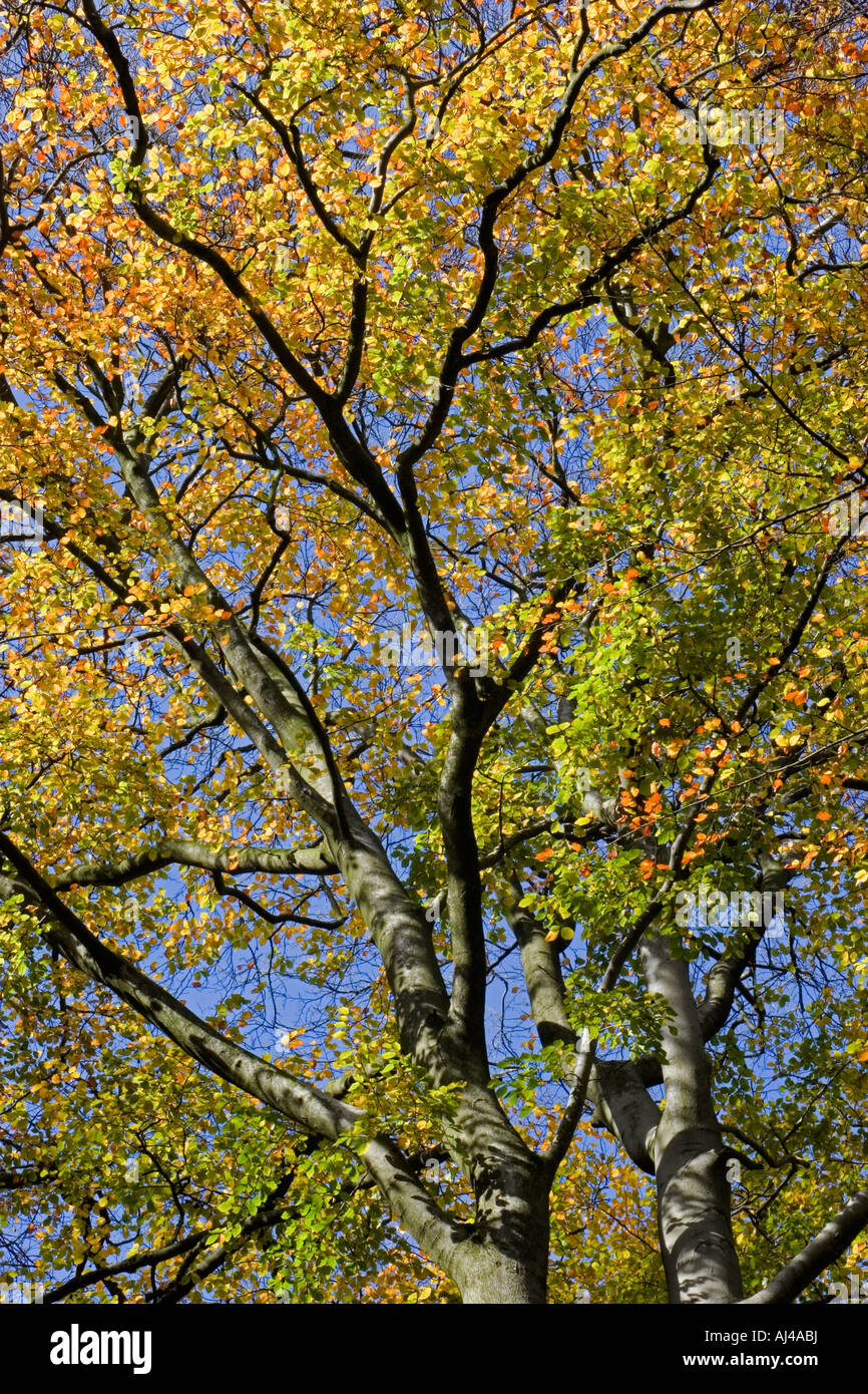 Autumn beech tree, England UK Stock Photo - Alamy