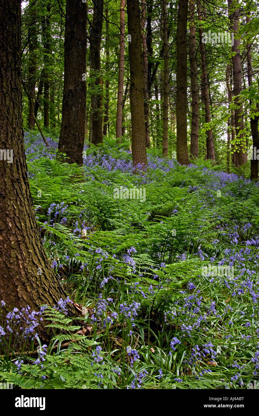 Bluebells and Ferns in spring woodland, England UK Stock Photo - Alamy
