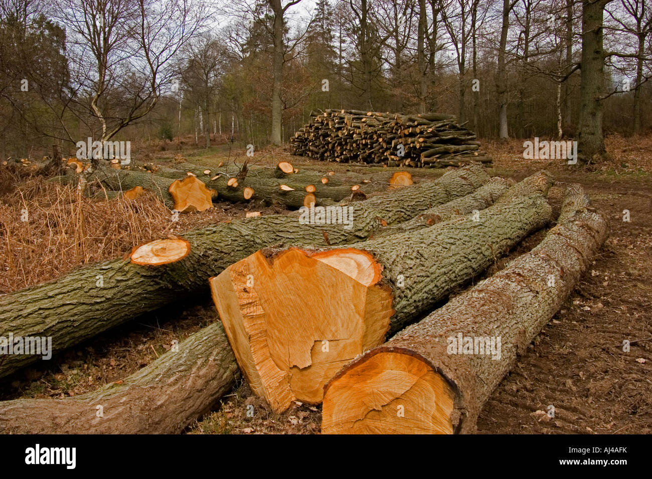 Forestry operations felling oak trees, England, UK Stock Photo - Alamy