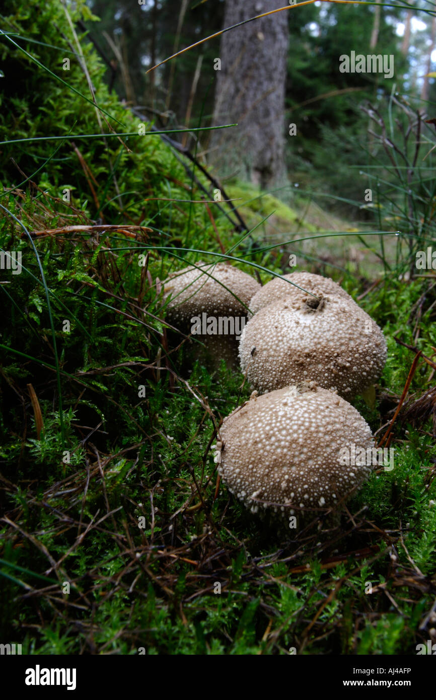 Lycoperdon perlatum, gem-studded puffball, devil's snuff-box. The ...