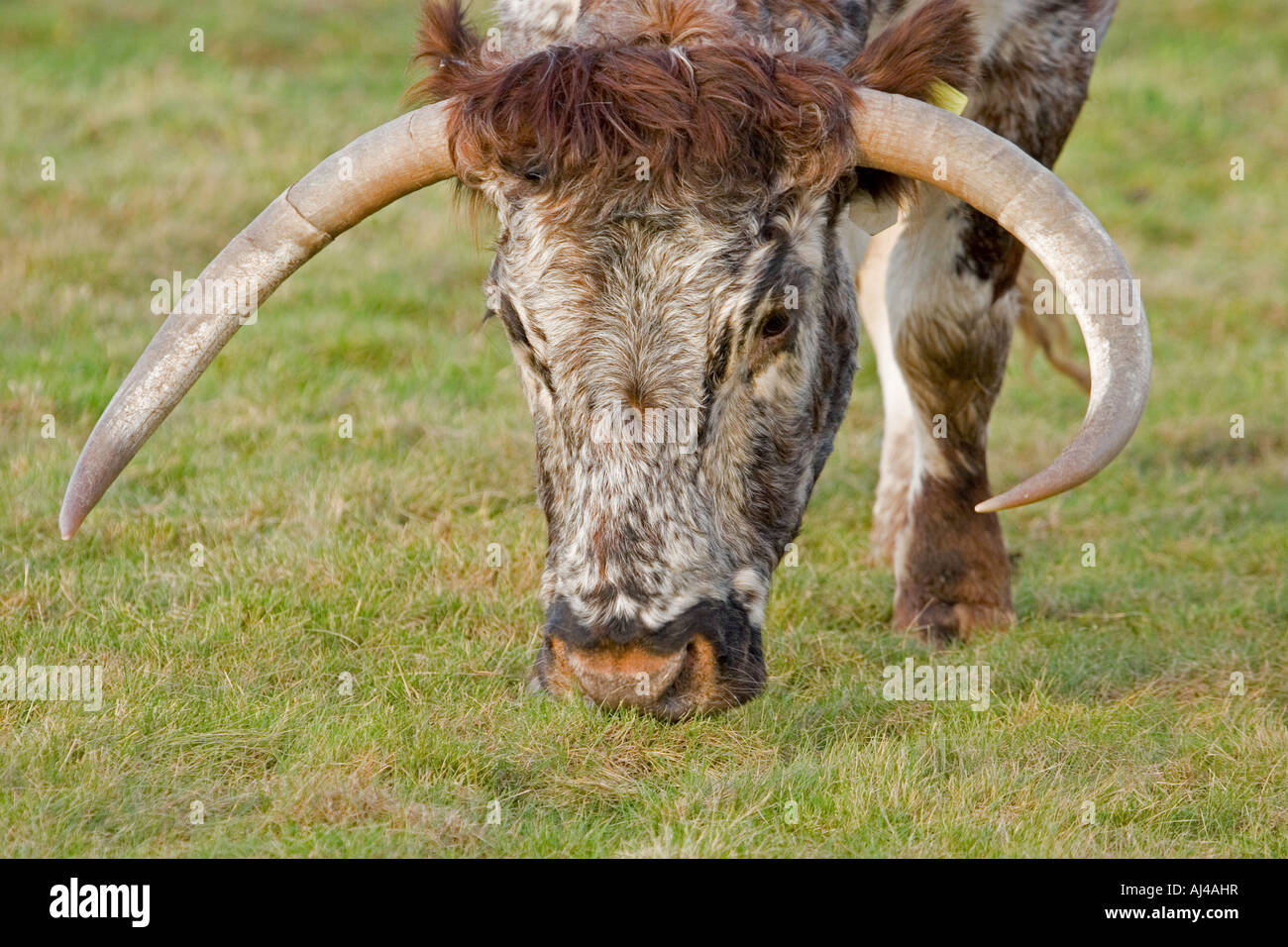 British longhorn cattle hi-res stock photography and images - Alamy