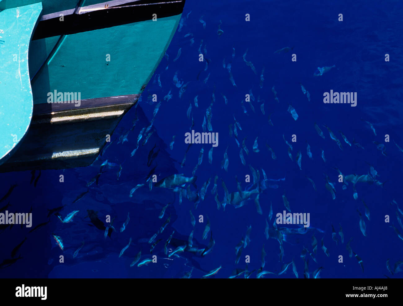 stern of dhoni in the Maldives with reef fish shoal in the clear blue ...