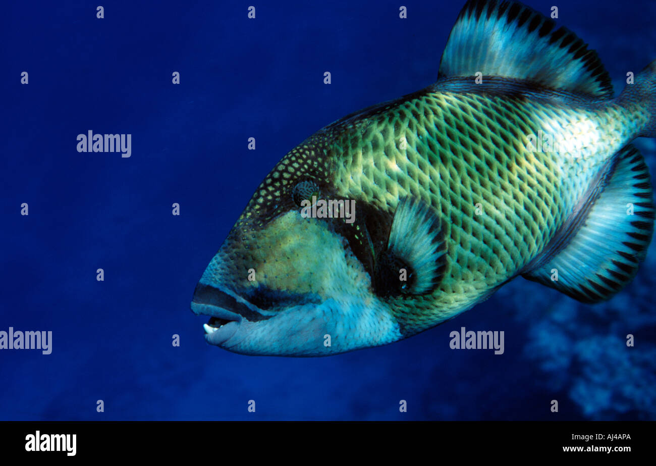 Large Titan Triggerfish, Balistoides viridescens Stock Photo - Alamy