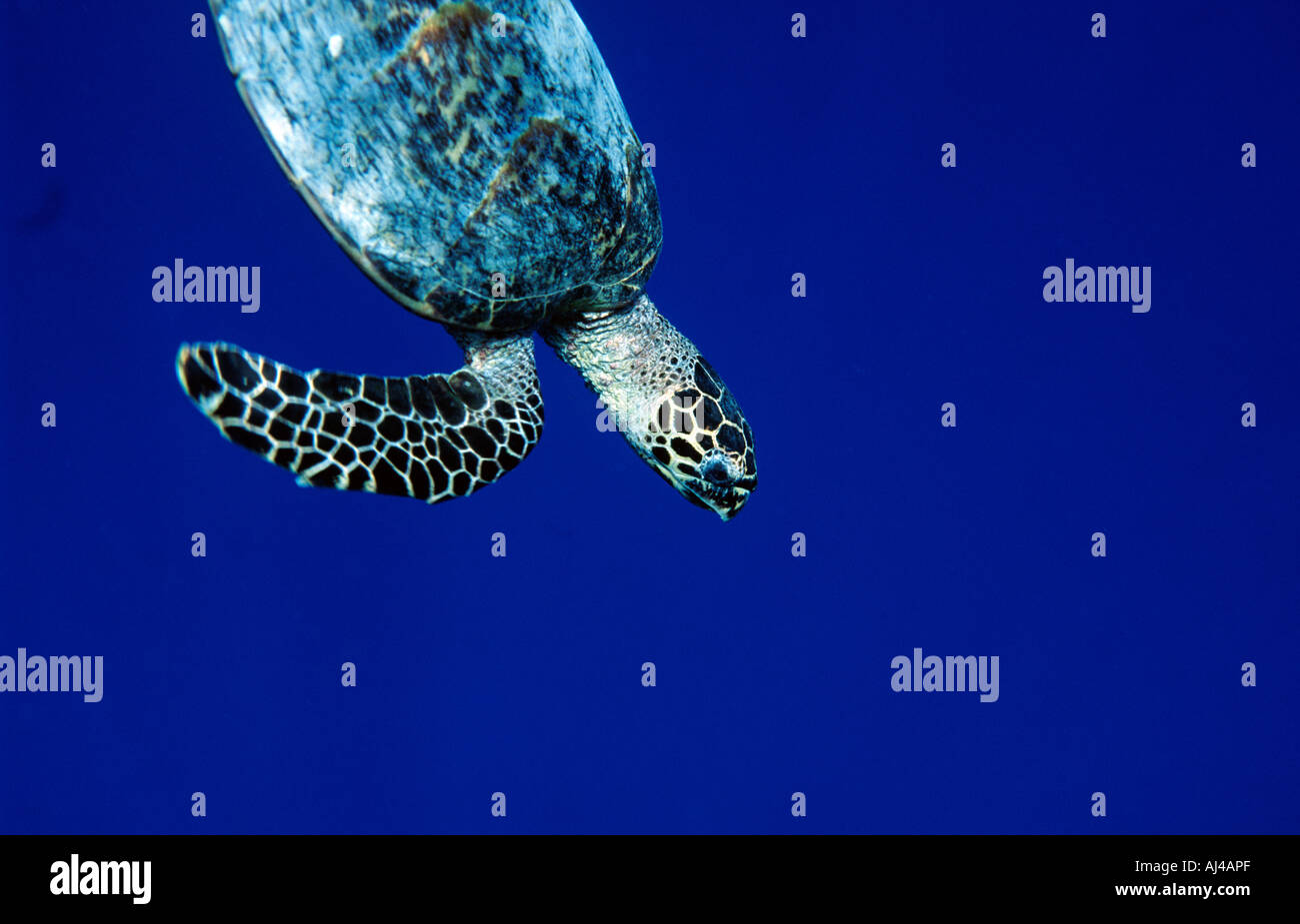 Turtle diving in open water in the Maldives Stock Photo - Alamy