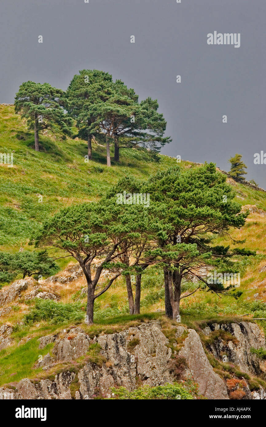 Scots pine trees Snowdonia National Park, North Wales, Britain UK Stock ...