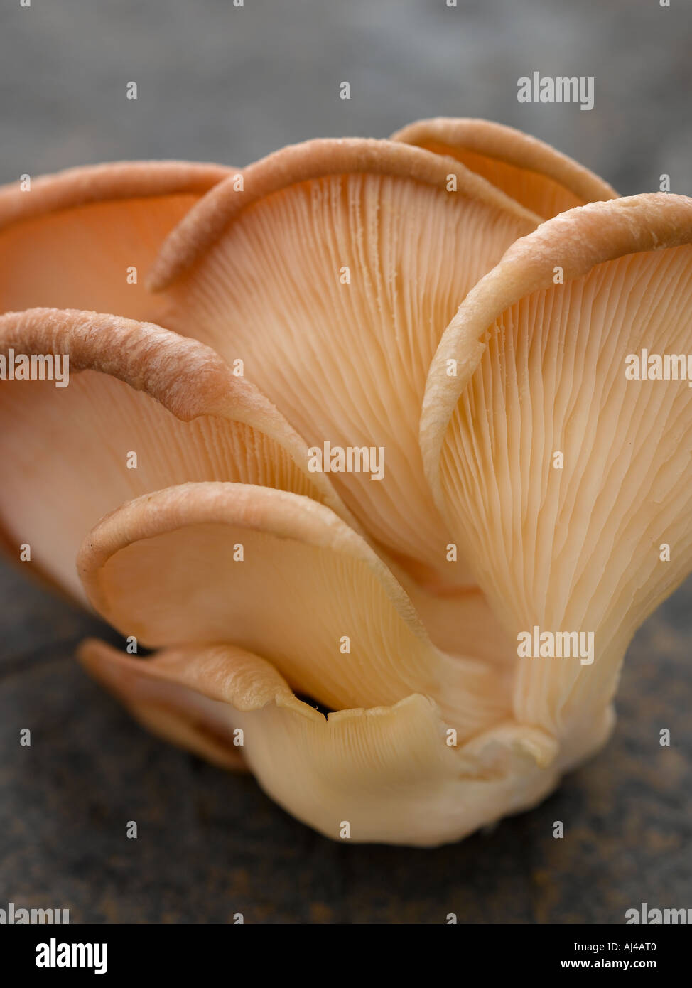 Chinese funghi hi-res stock photography and images - Alamy