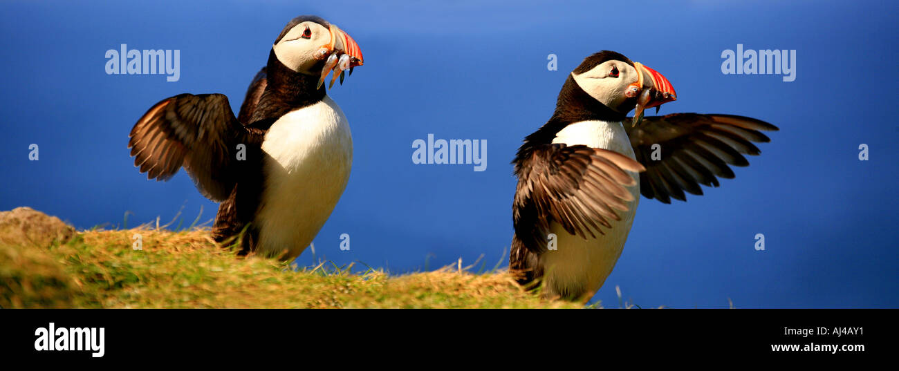 Puffin breeding grounds hi-res stock photography and images - Alamy