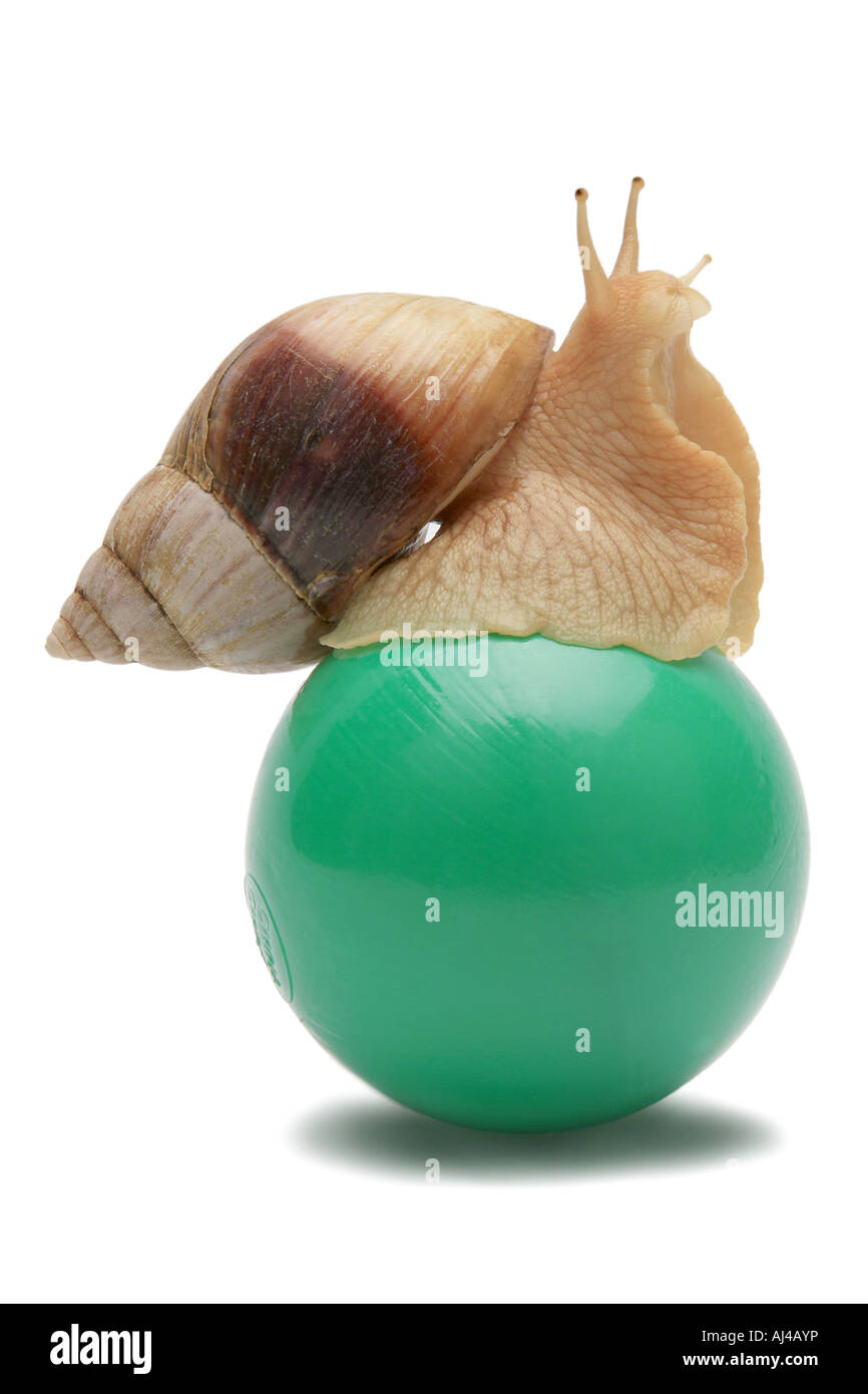 African Land Snail Giant African Snail Achatina Immaculata Panthera Var