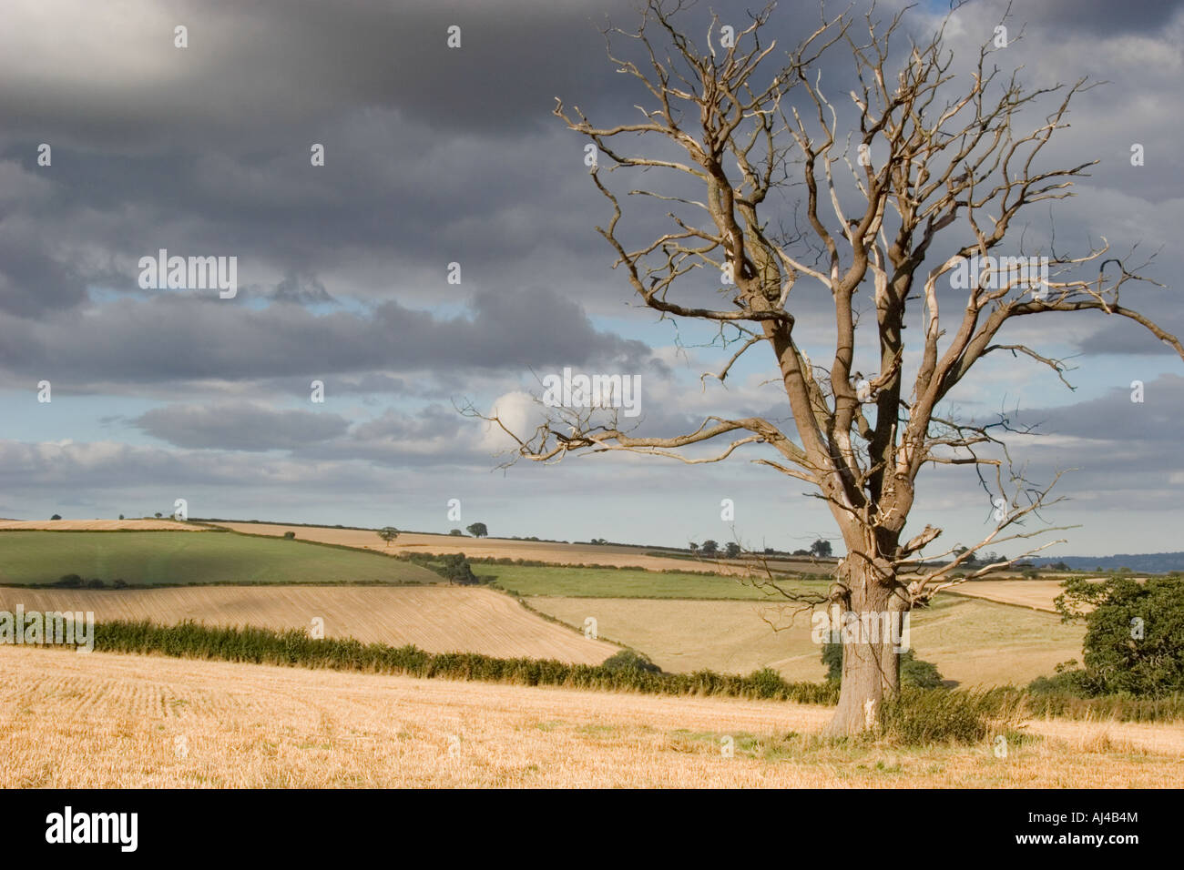 Dead tree Shropshire, England, UK Stock Photo - Alamy