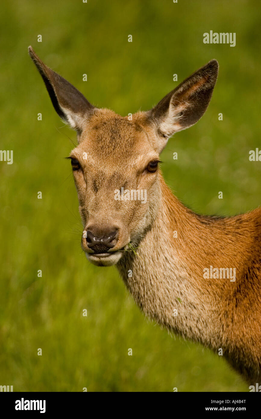Red Deer doe, England, UK Stock Photo - Alamy