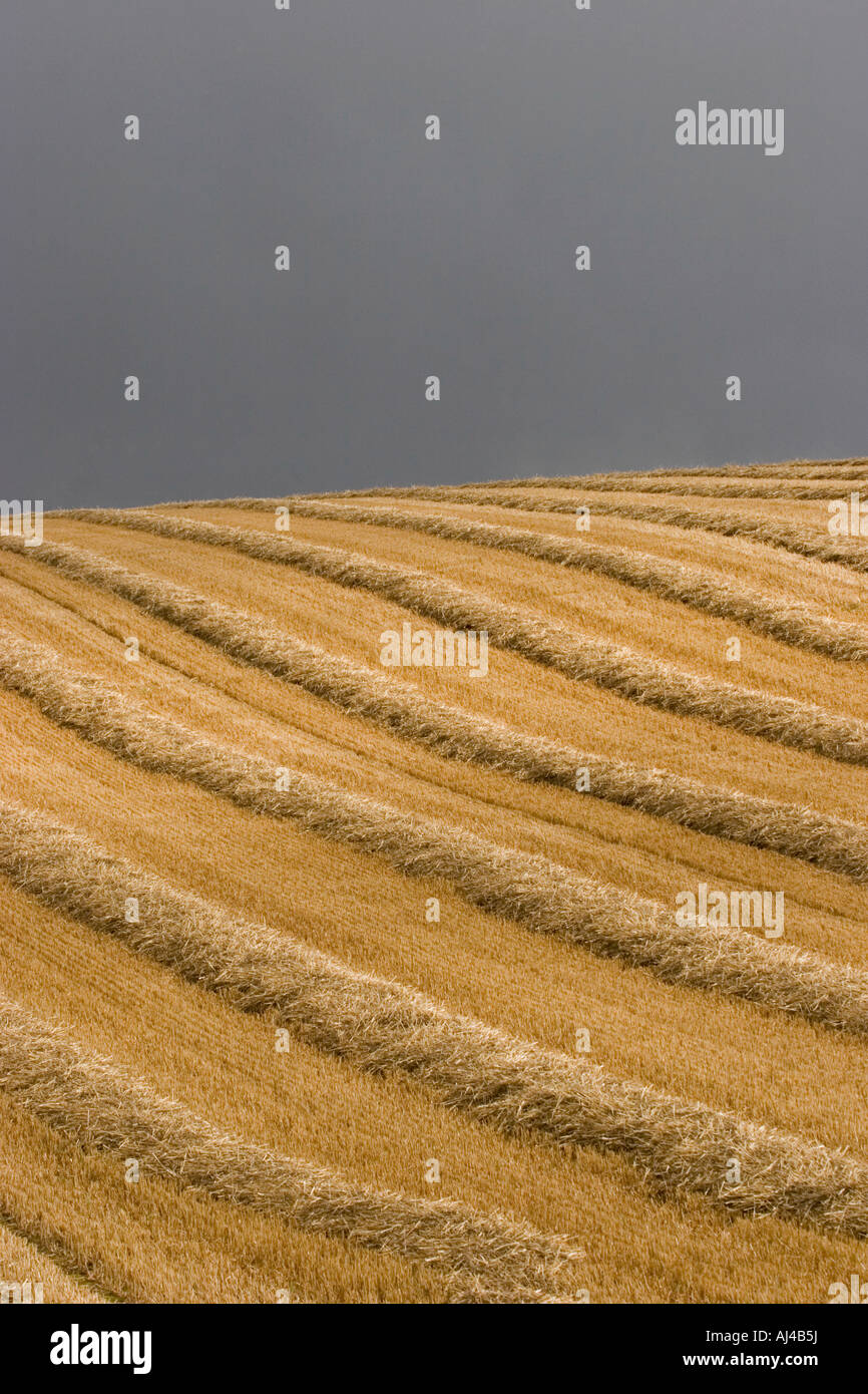 Harvested wheat field, England, UK Stock Photo - Alamy