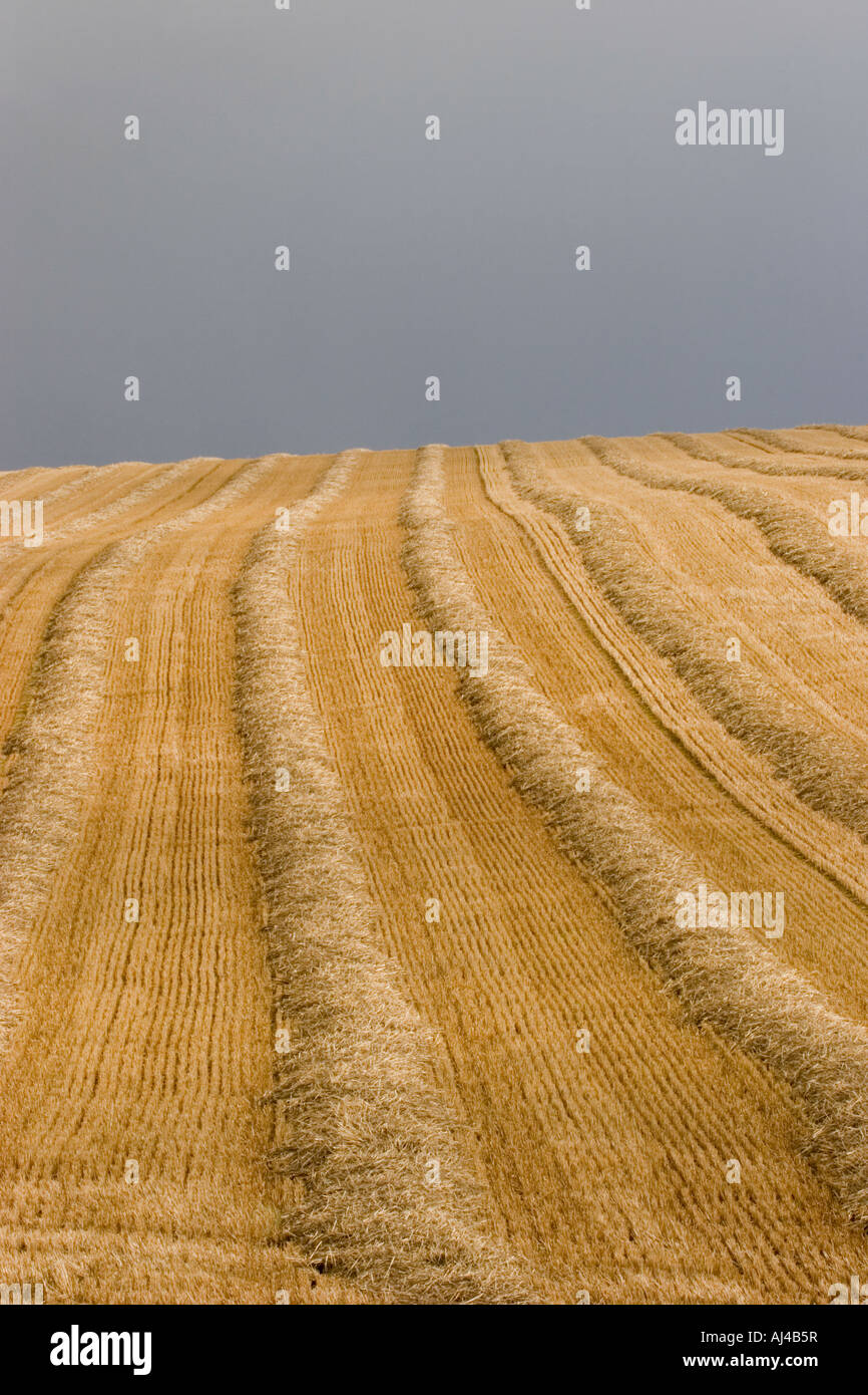 Harvested wheat field, England, UK Stock Photo - Alamy