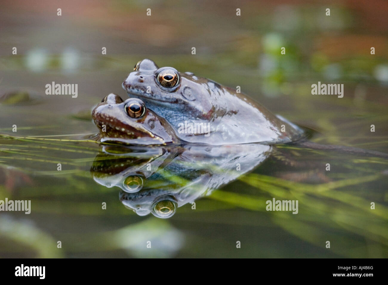 English frogs mating hi-res stock photography and images - Alamy