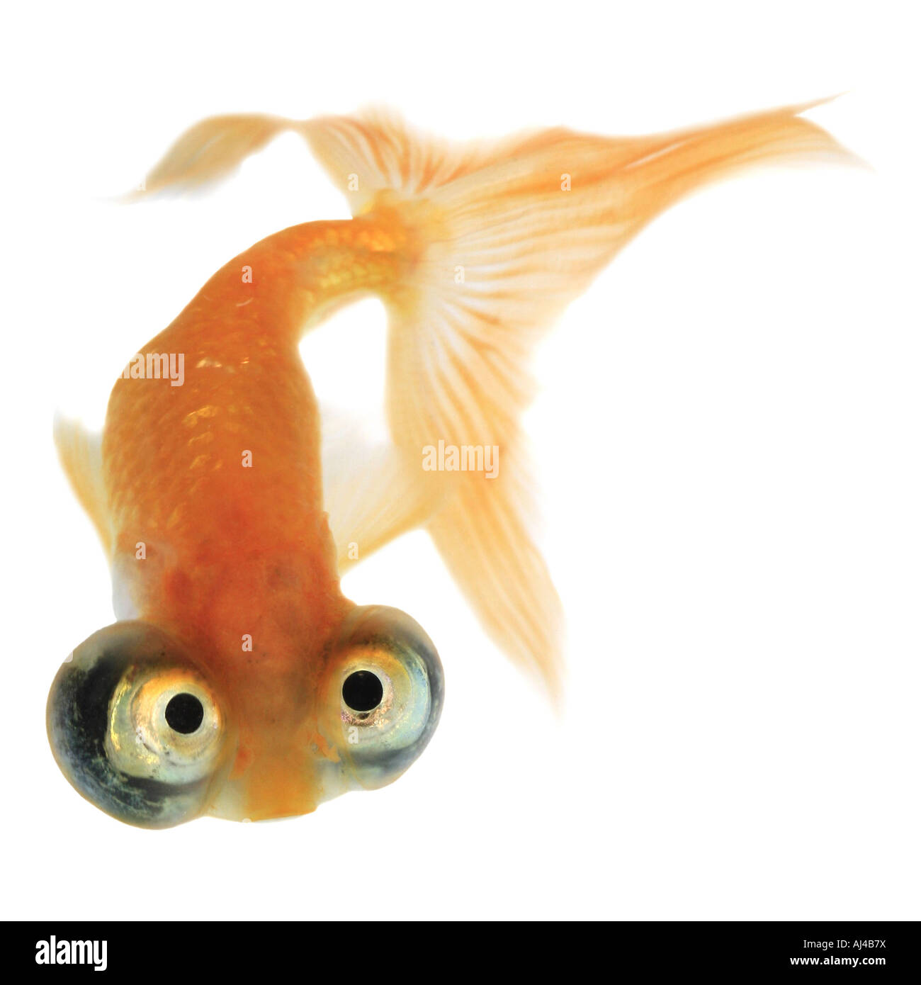 Celestial eye goldfish hi-res stock photography and images - Alamy