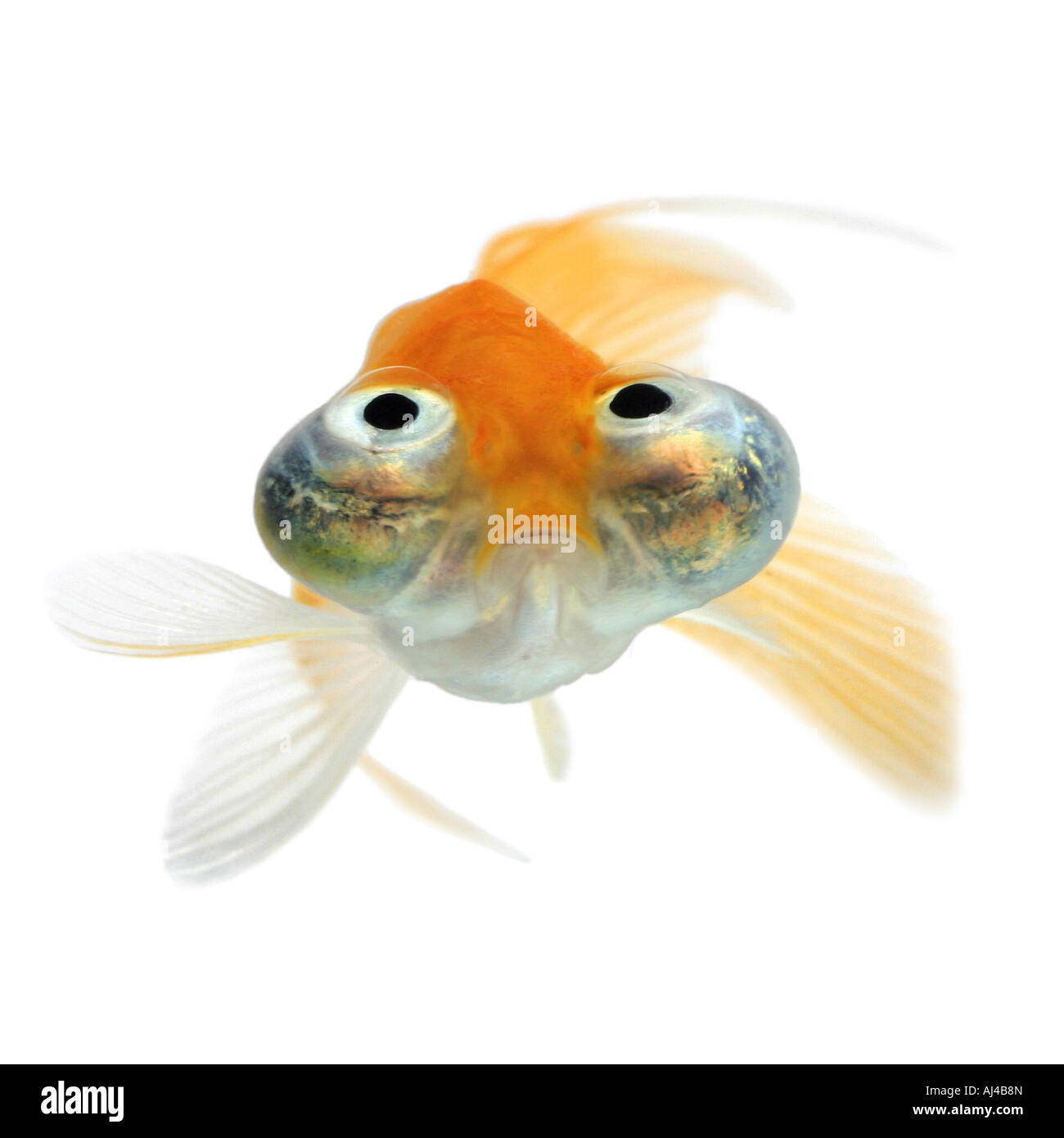 Carassius auratus goldfish common carp celestial eye goldfish Celestial ...