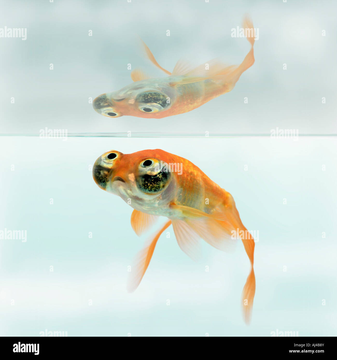 Goldfish common carp celestial eye hi-res stock photography and images ...