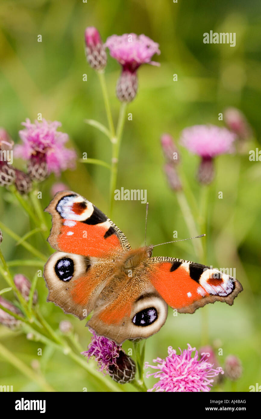 Peacock butterfly on Common Knapweed, (centaurea nigra), England UK ...