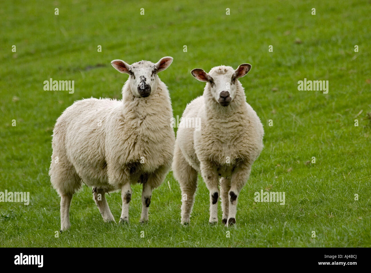 Two sheep in field England UK Stock Photo - Alamy