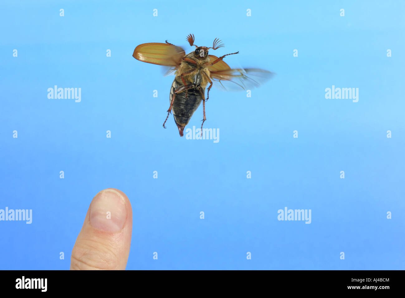 common cockchafer maybug Melolontha melolontha flying Germany Stock ...