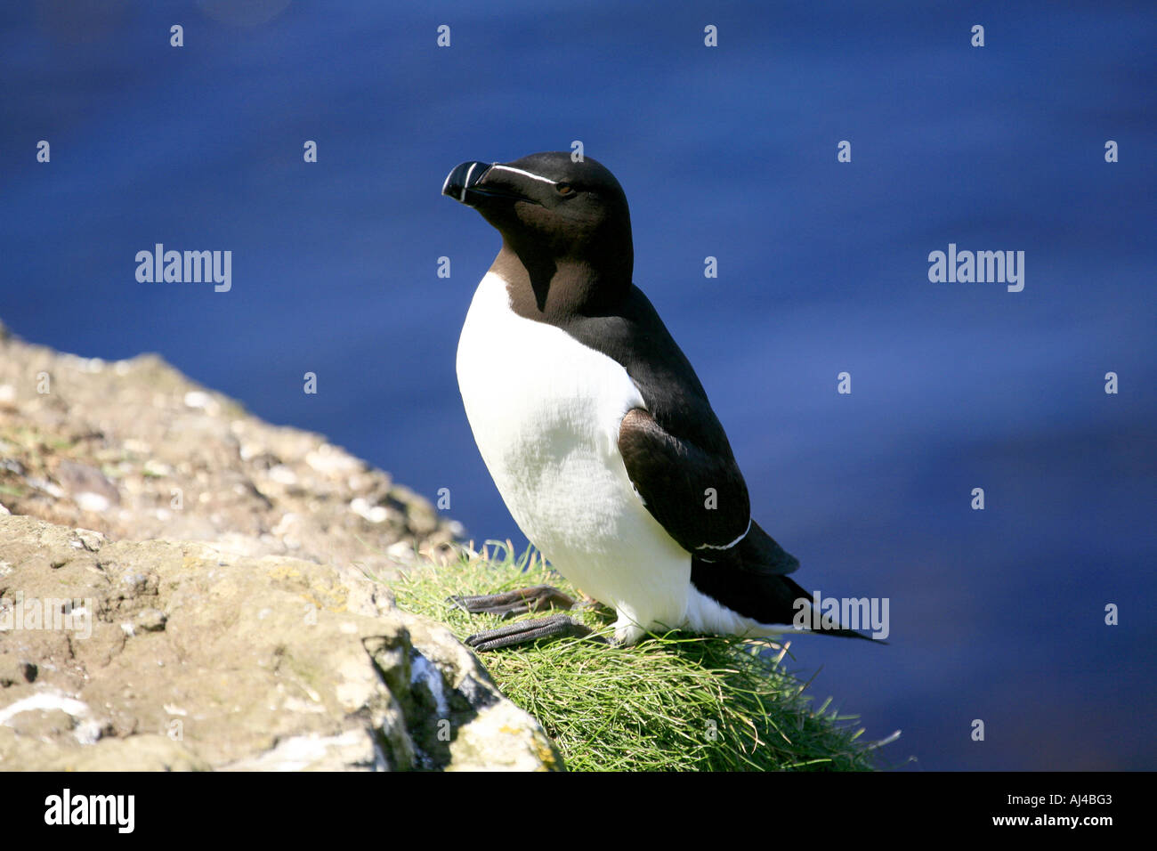 Razorbill Alca torda (Auk) seabird Stock Photo - Alamy