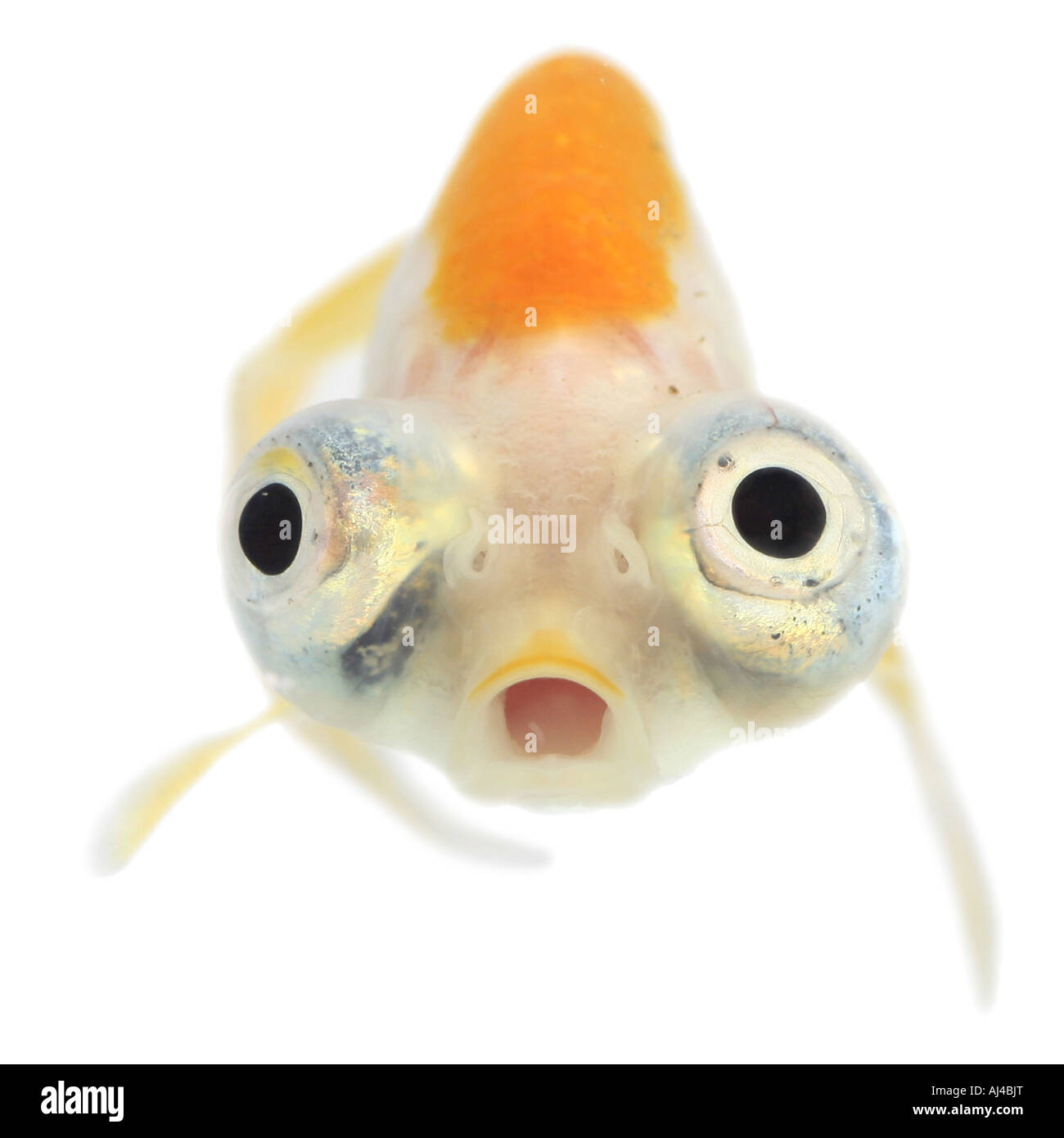 goldfish common carp celestial eye goldfish Celestial Chotegan ...