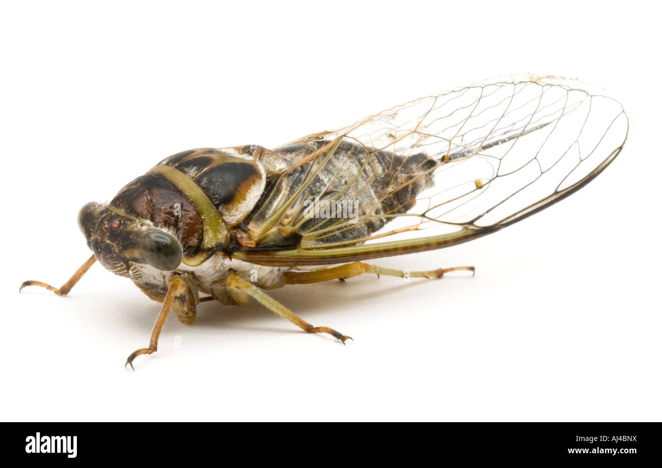 cicada Tibicen species insect bug Stock Photo - Alamy