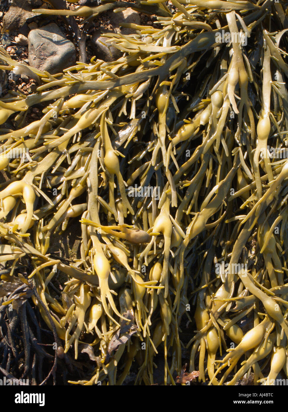Seaweed bladderwrack beach seashore hi-res stock photography and images ...