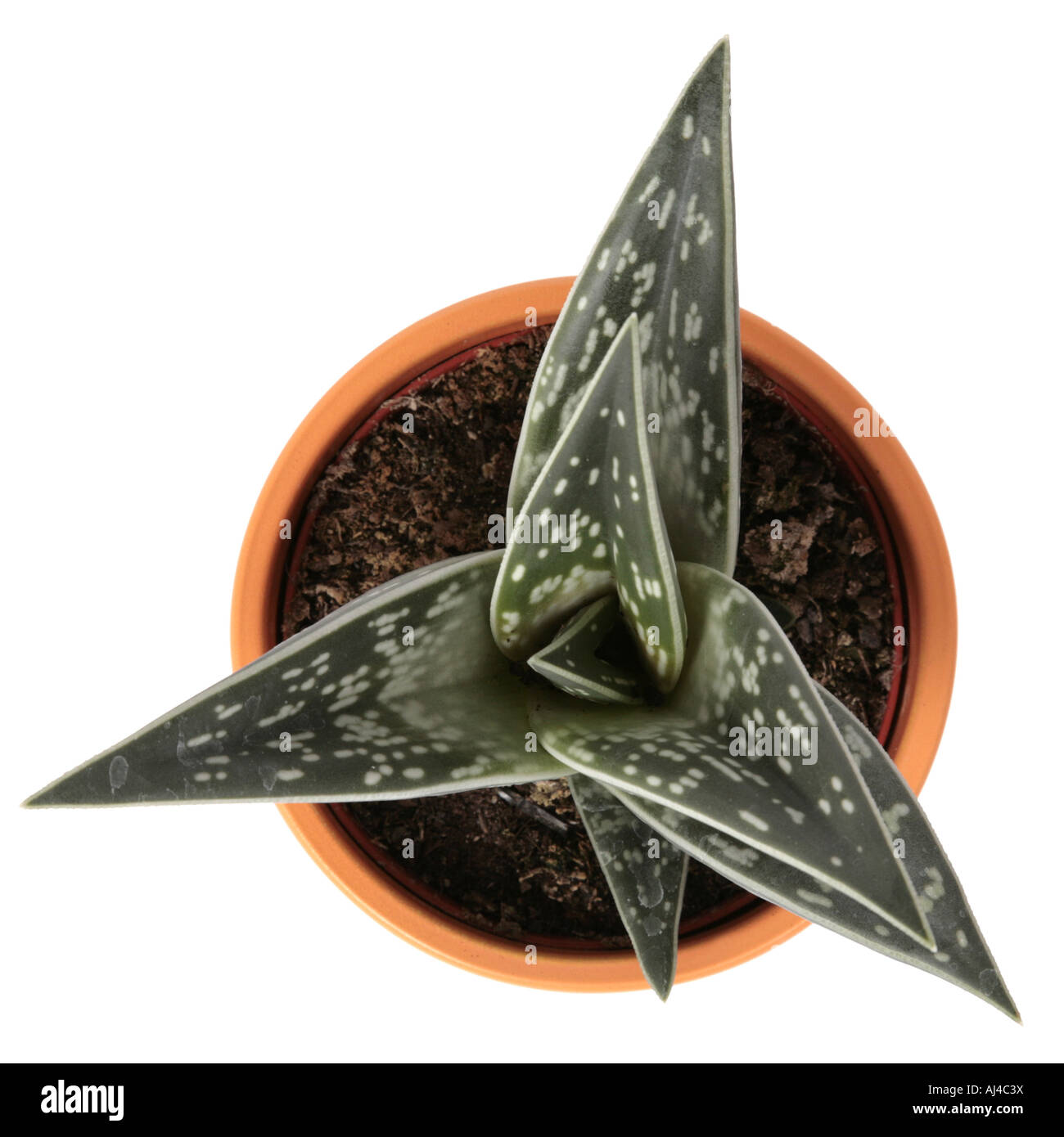 partridge-breasted aloe (Aloe variegata), potted plant Stock Photo - Alamy