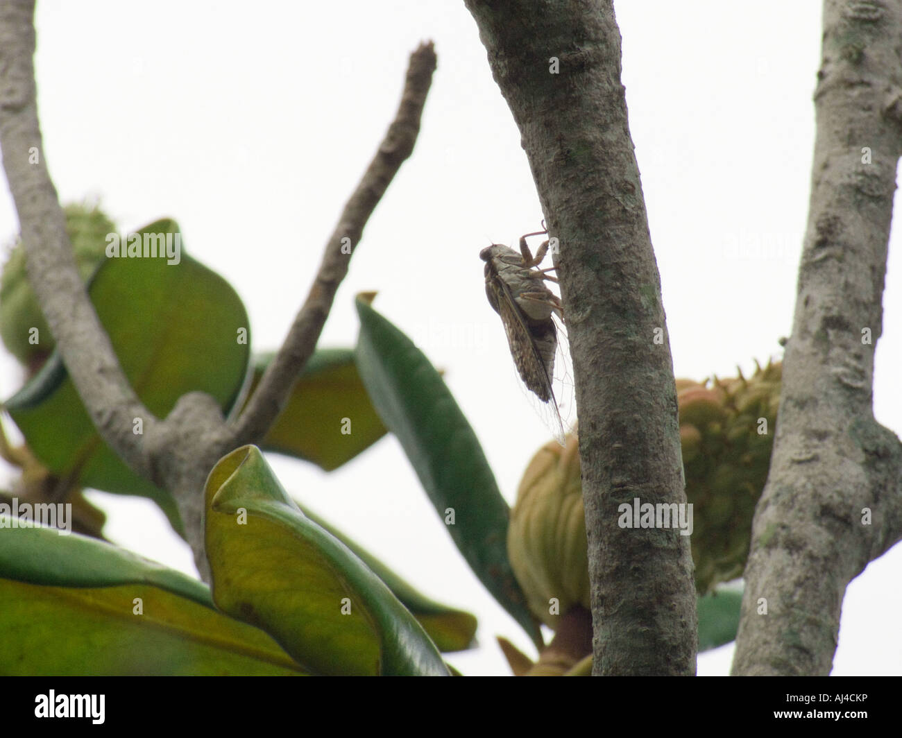 cicada insect bug Stock Photo - Alamy