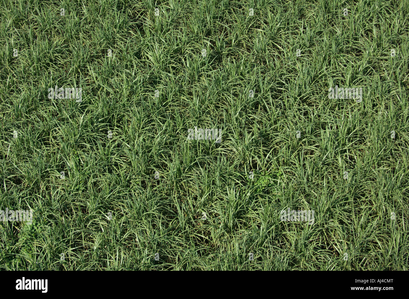 Sugarcane farming hi-res stock photography and images - Alamy