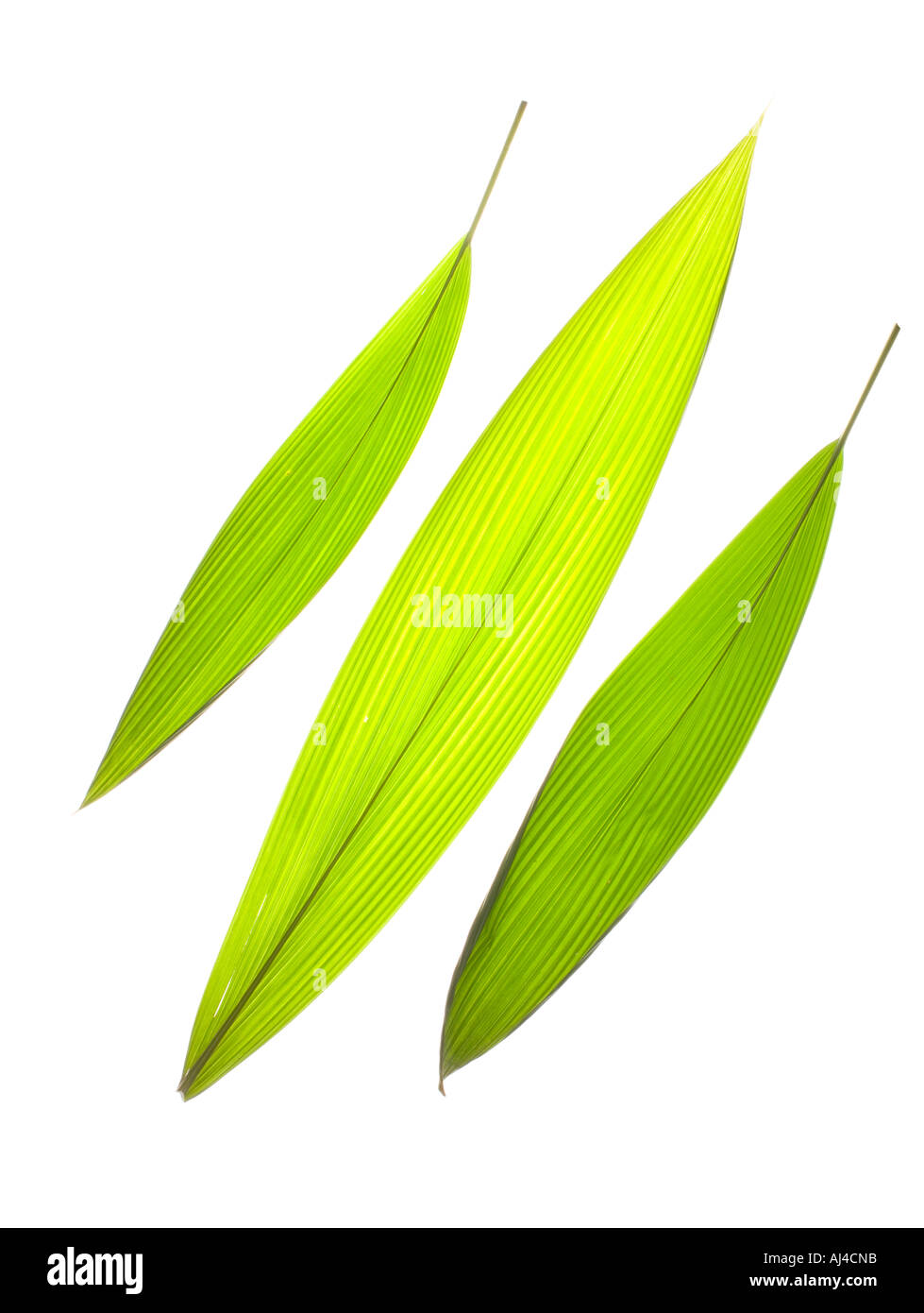Three palm leaves hi-res stock photography and images - Alamy
