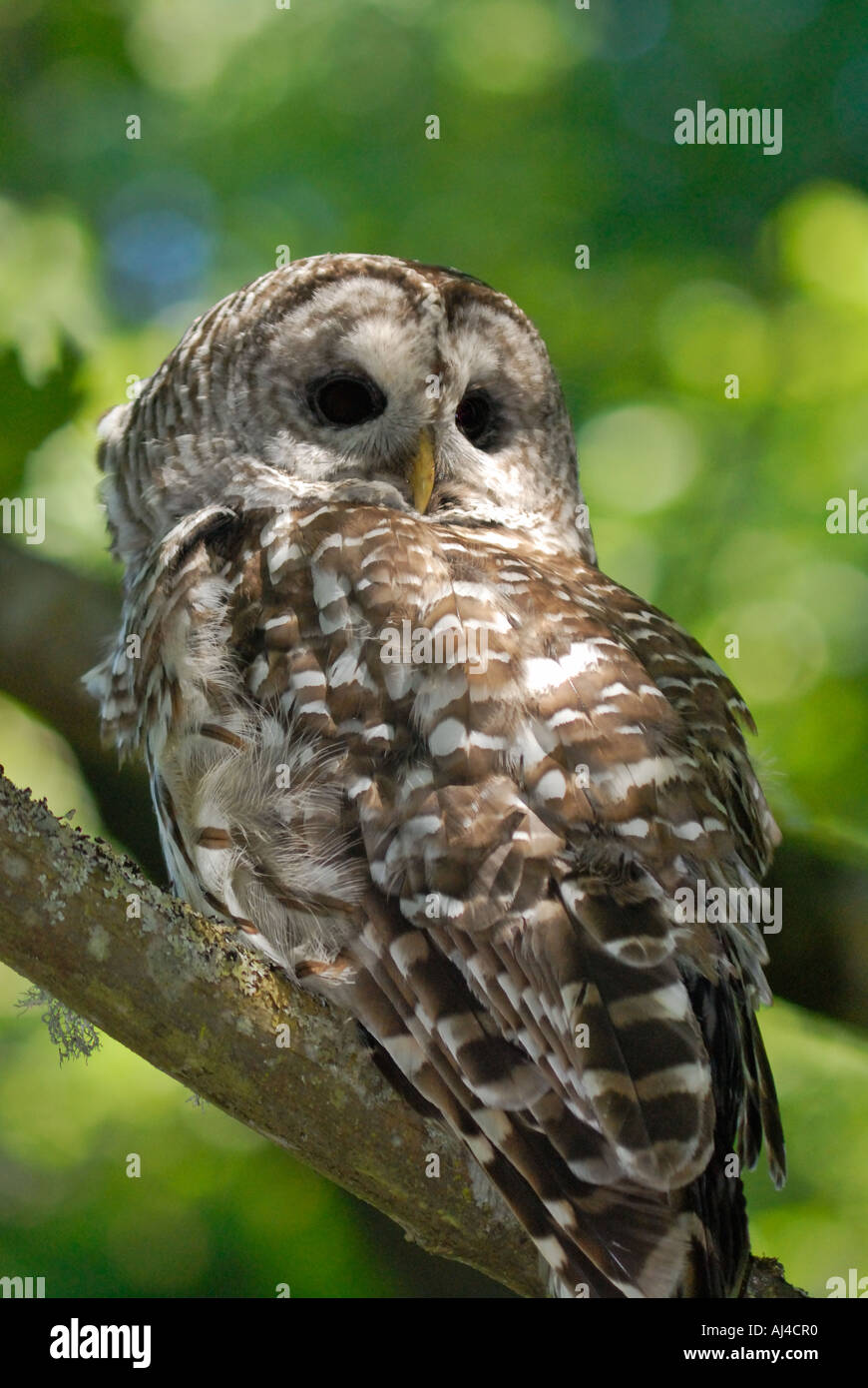 Barred Owl Strix Varia Discovery Park Seattle Washington State USA ...