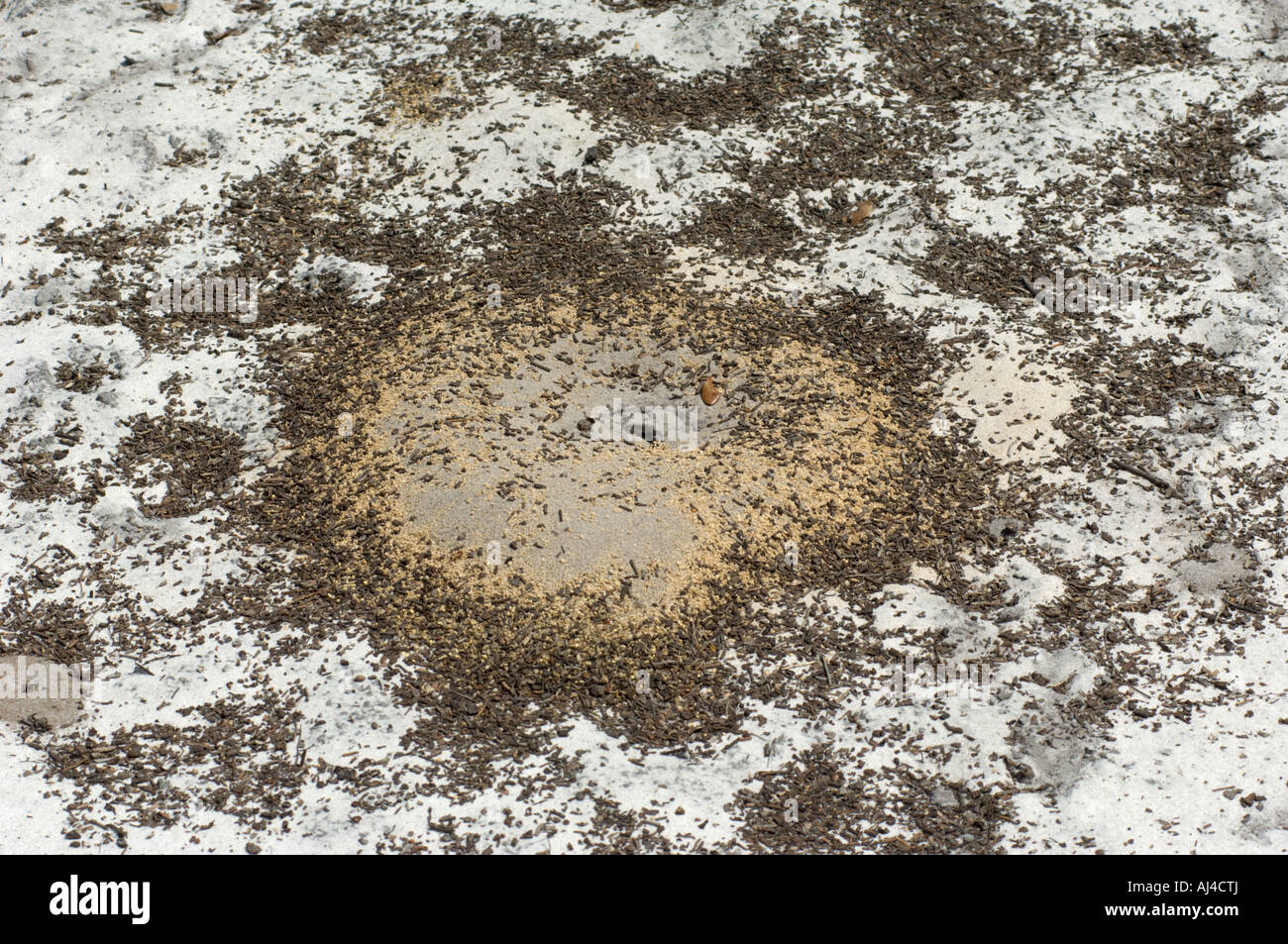 Florida harvester ant Pogonomyrmex badius colony entrance cone dome ...