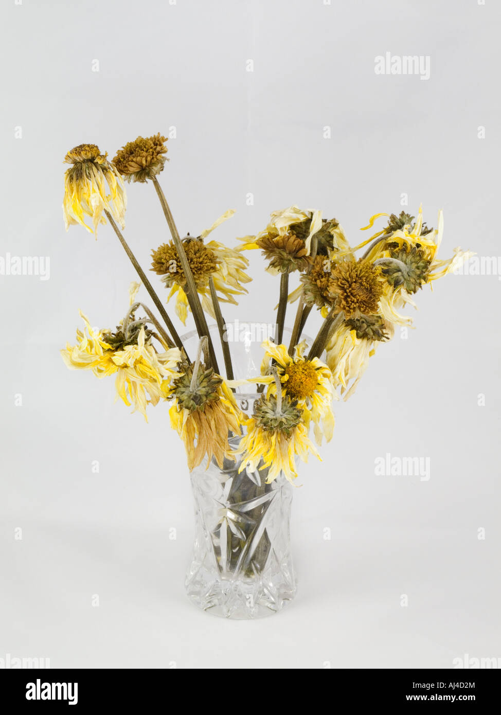 flowers dead dying death neglected daisy Stock Photo - Alamy